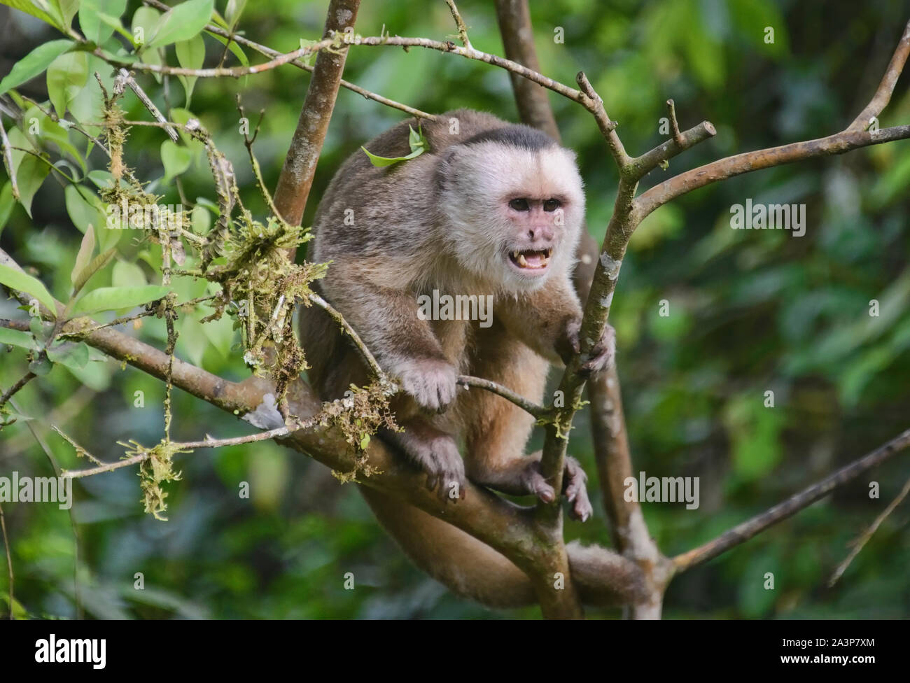 White-fronted capuchin monkey (Cebus albifrons), Copalinga, Podocarpus ...