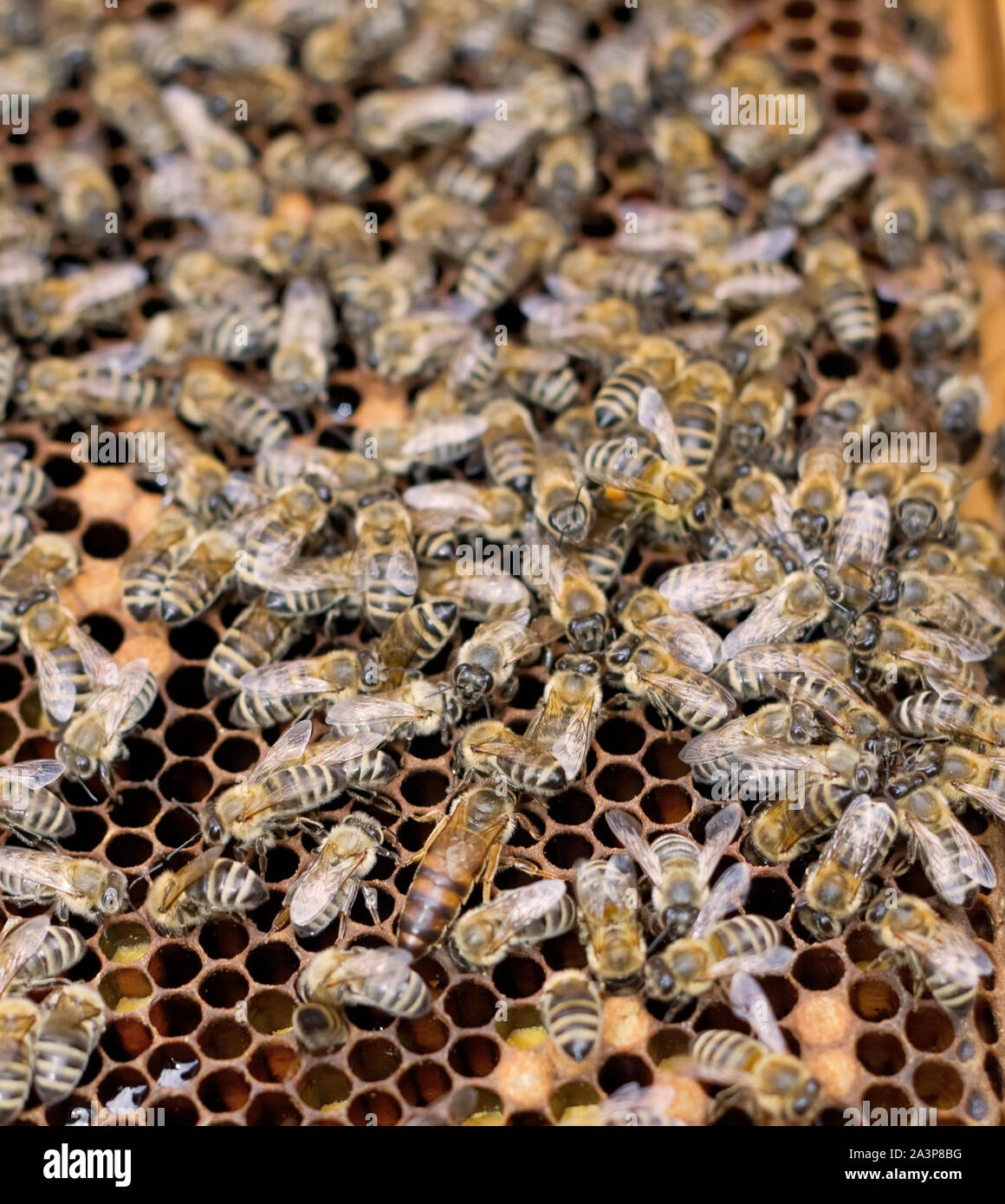 Gold honey bee queen hi-res stock photography and images - Alamy