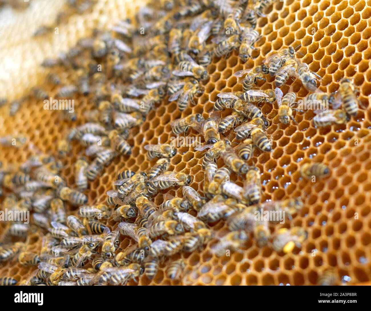 Little bees working in the beehive Stock Photo - Alamy
