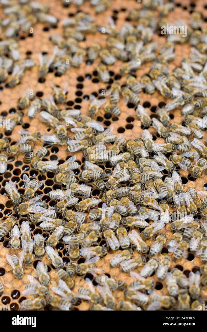 Many little bees working together in the beehive Stock Photo - Alamy