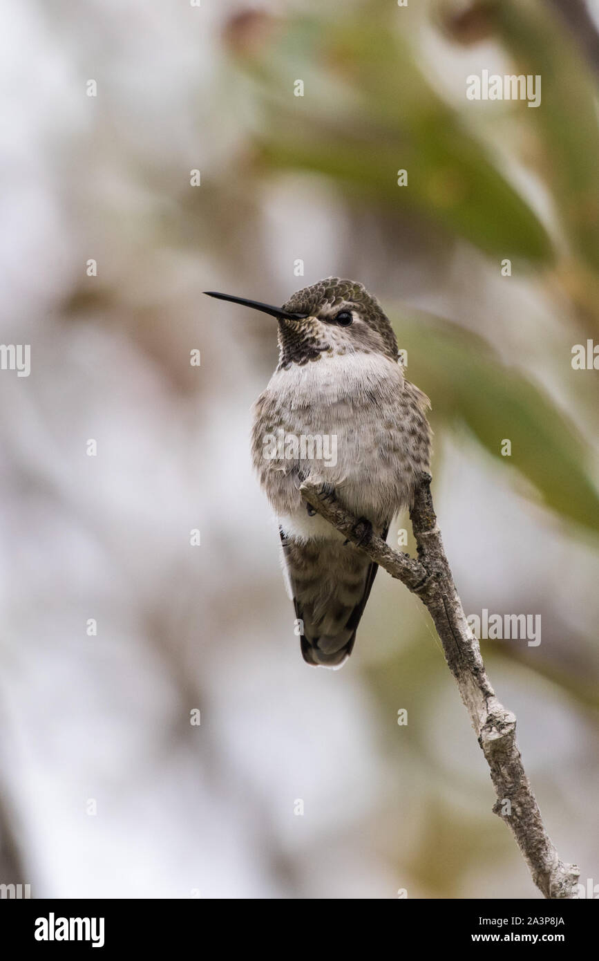 Dead hummingbird hi-res stock photography and images - Alamy