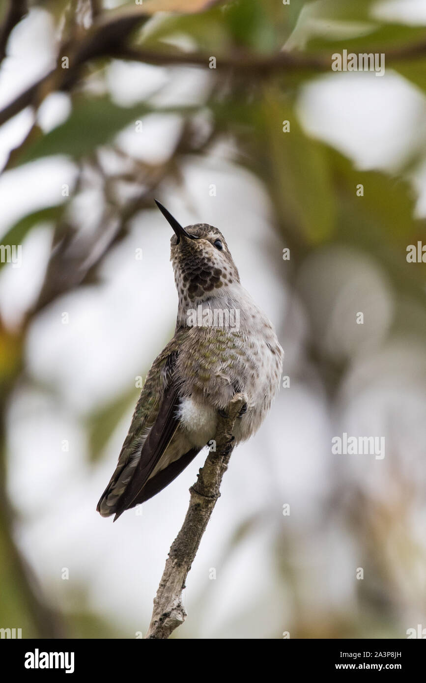 Dead hummingbird hi-res stock photography and images - Alamy