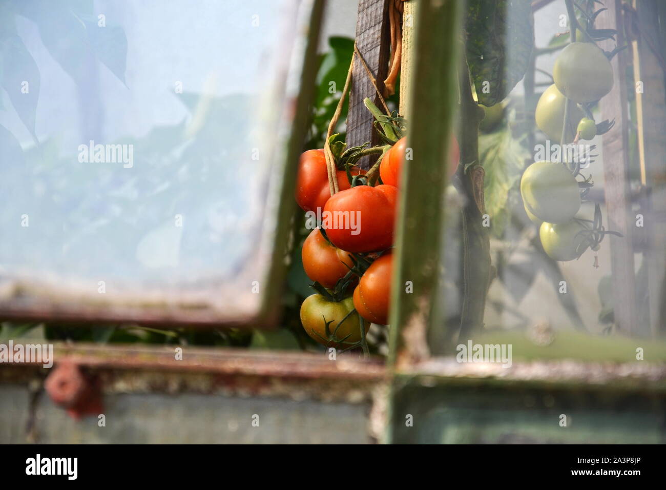 Homemade local farmers red ripe tomatoes in a greenhouse seen through ...
