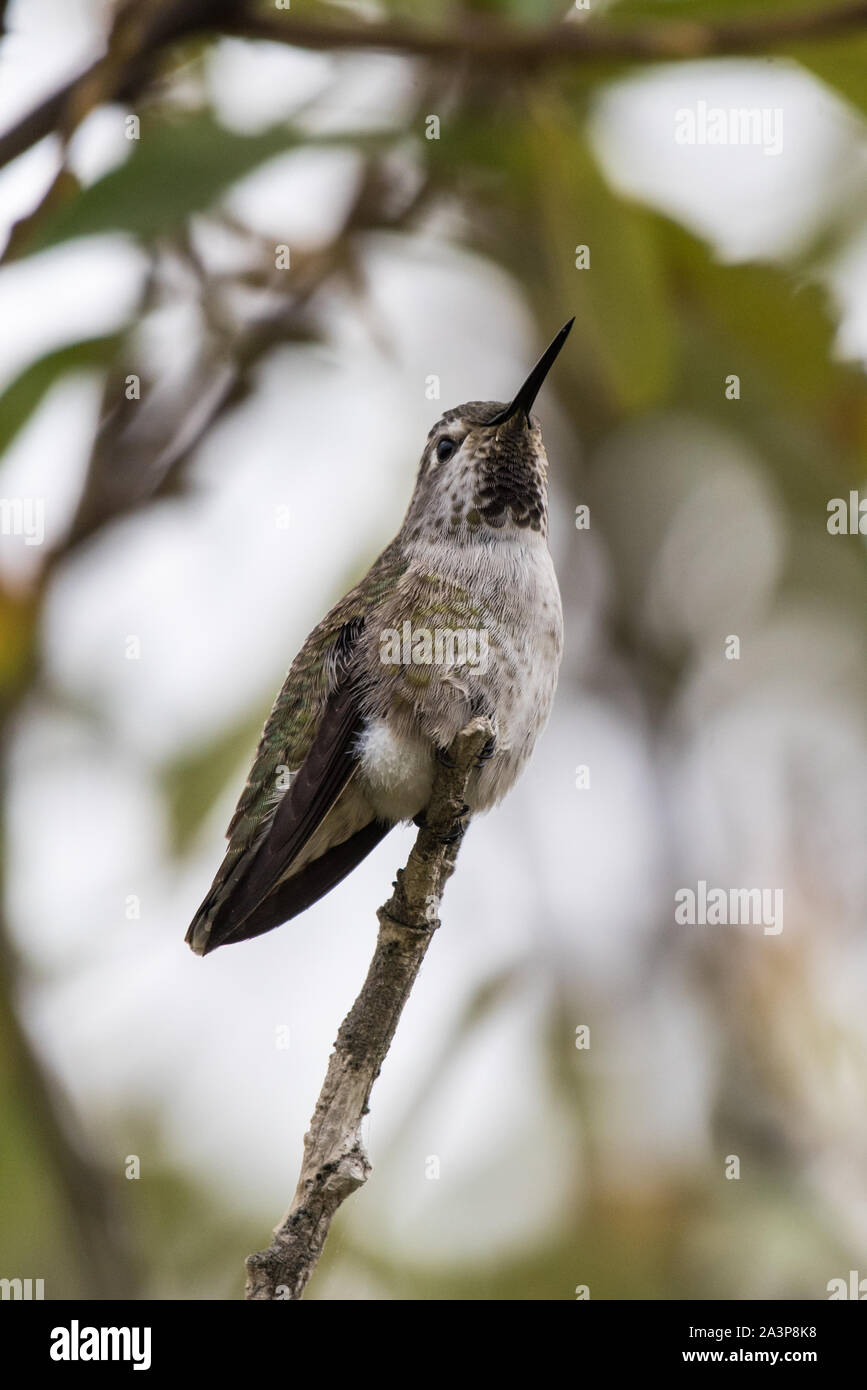 Dead hummingbird hi-res stock photography and images - Alamy
