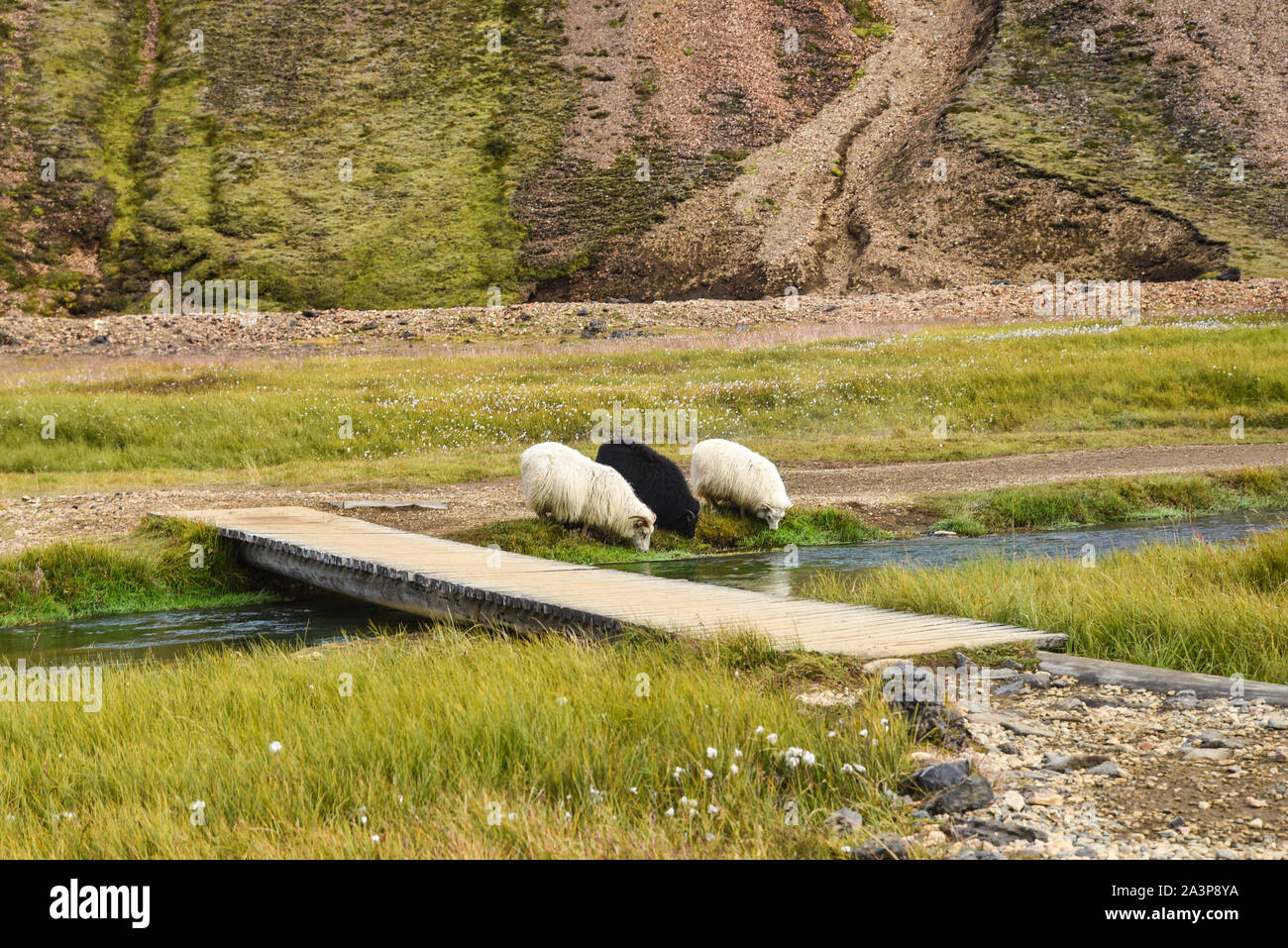 Two white sheep and one black sheep drinking form the stream in ...
