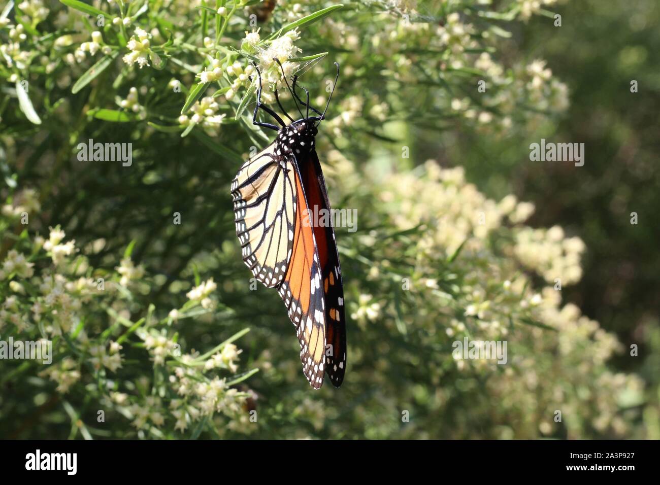Monarch butterfly migration mexico hi-res stock photography and images ...