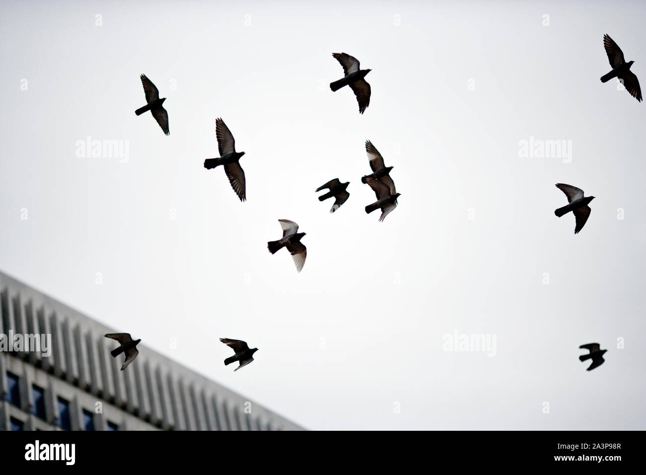 Flock of birds flying next to building Stock Photo - Alamy