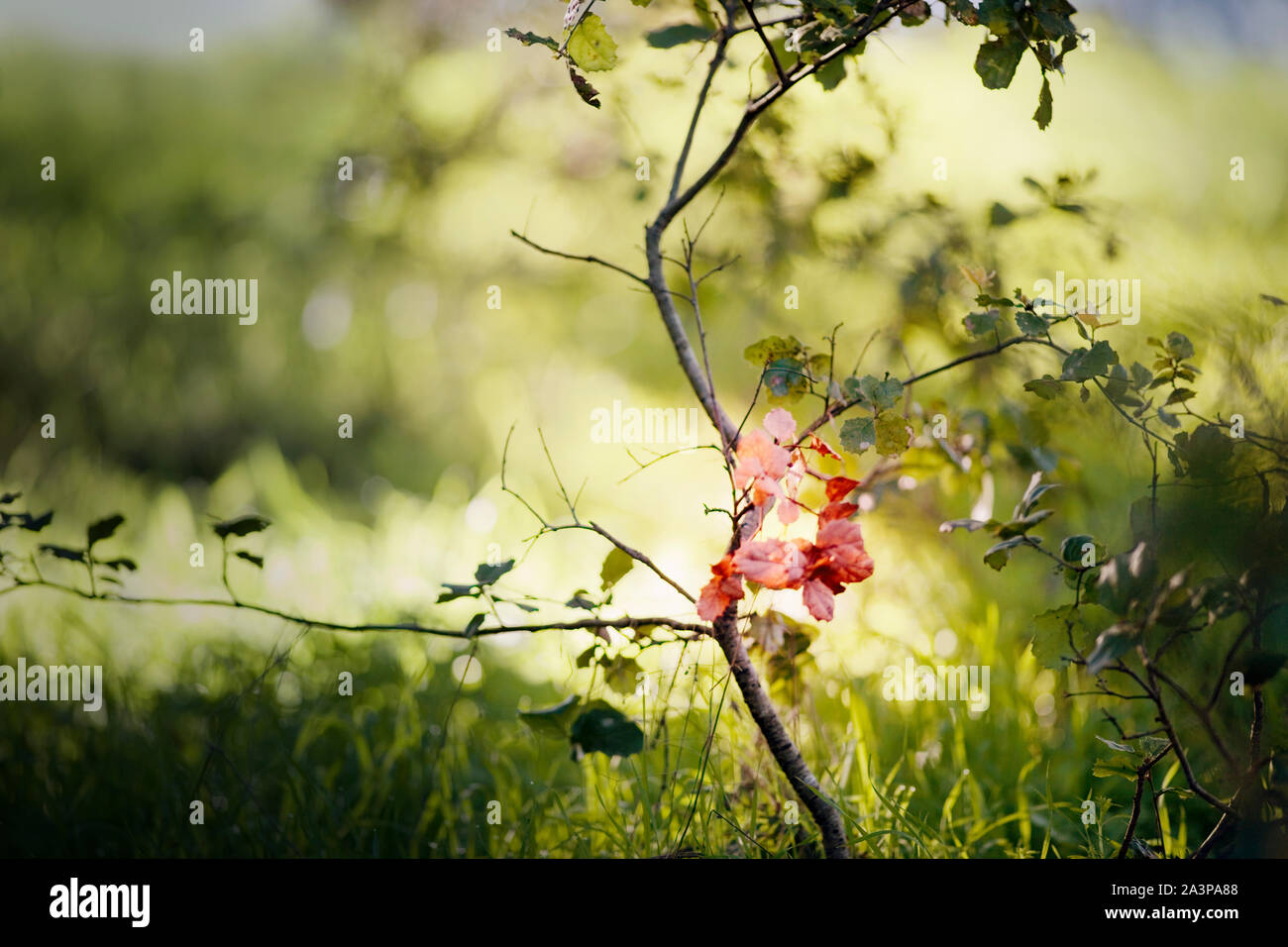 Trees growing horizontally hi-res stock photography and images - Alamy