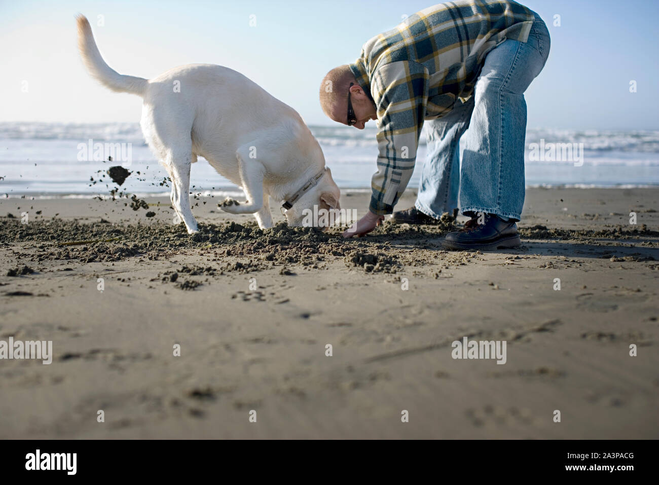 Golden Labrador digging a hole in the sand with it's owner at the beach ...