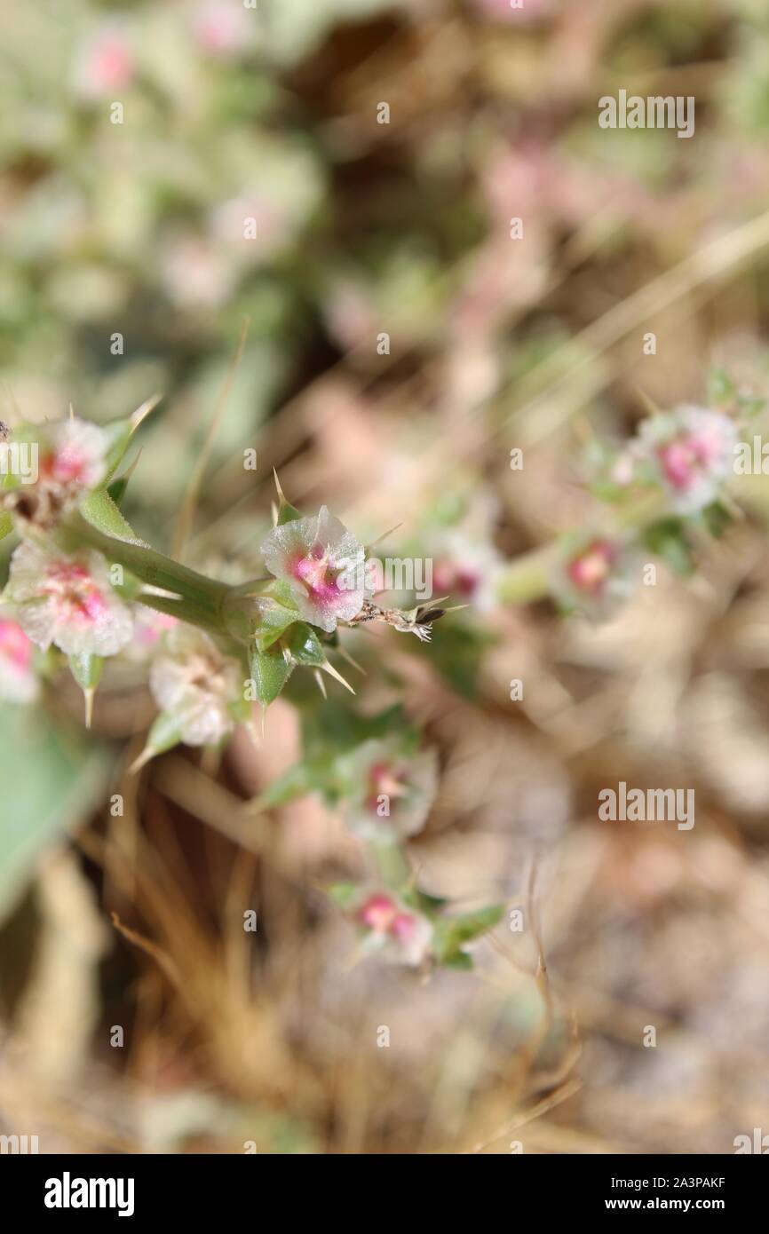 Russian Thistle High Resolution Stock Photography and Images - Alamy