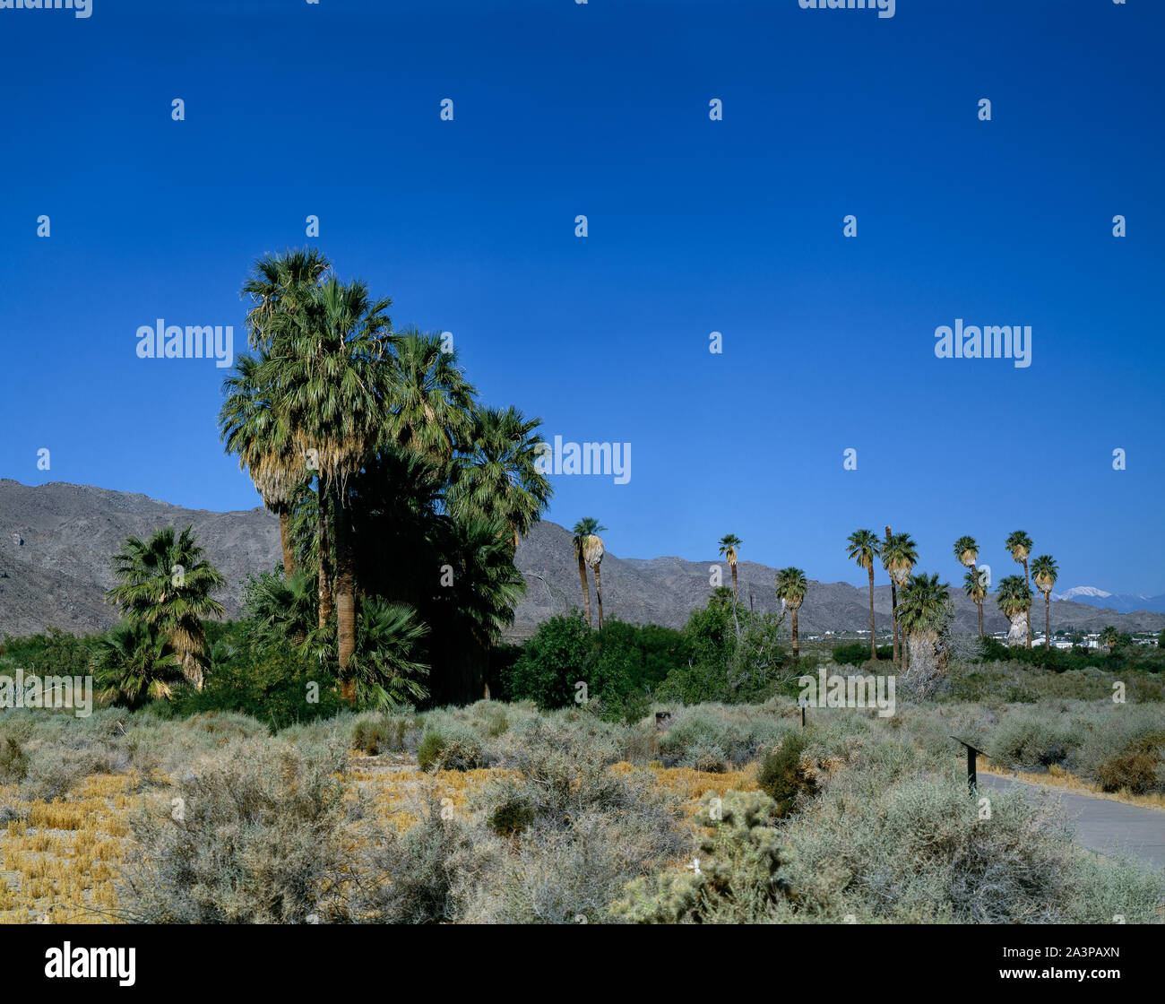 Some of the palms in 29 Palms, California Stock Photo - Alamy