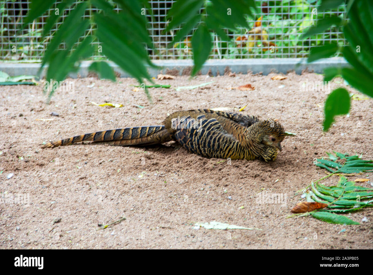 View of a preening female golden pheasant, Chrysolophus pictus Stock ...