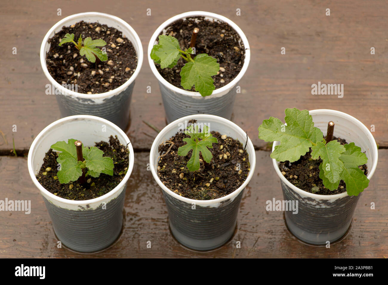Fig Seedling Images at Kenton Williams blog