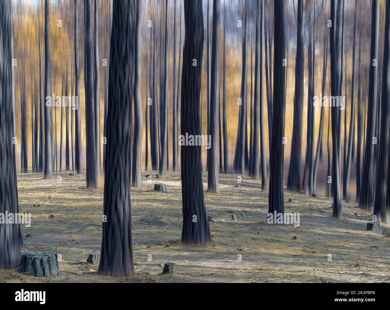 Fire damaged trees hi-res stock photography and images - Alamy