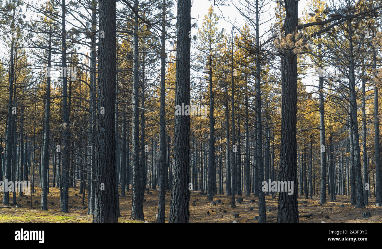 Fire damaged trees hi-res stock photography and images - Alamy
