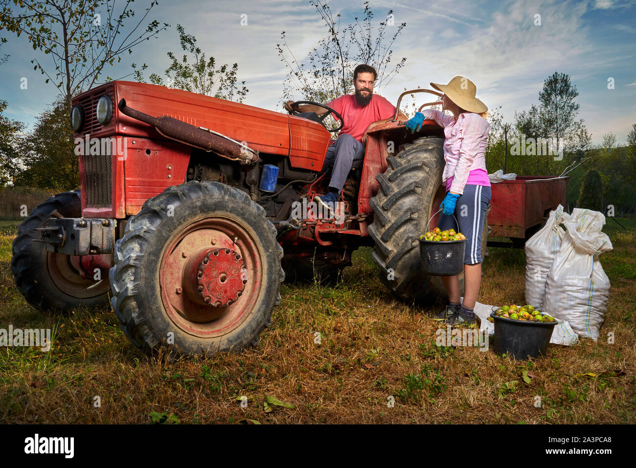 Farmers harvesting walnuts, loading them with a tractor Stock Photo - Alamy