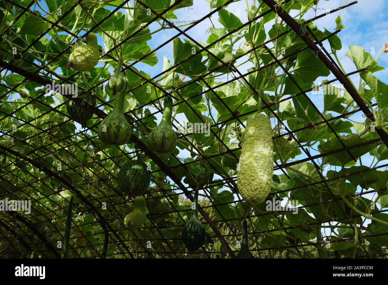 Gourds on Trellis Stock Photo - Alamy