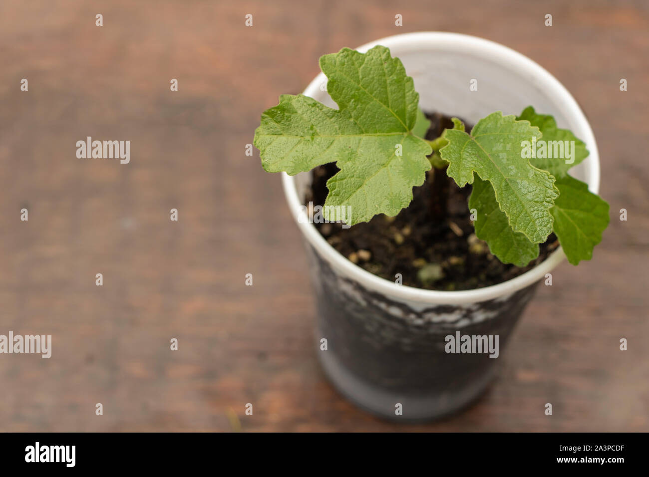 Fig tree sapling close up. How to care for it concept Stock Photo - Alamy