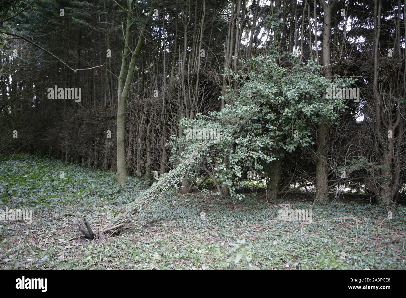 Fallen Tree in Woods with Undergrowth Stock Photo - Alamy