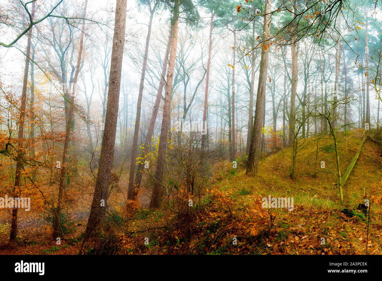 Mixed forest ecosystem hi-res stock photography and images - Alamy