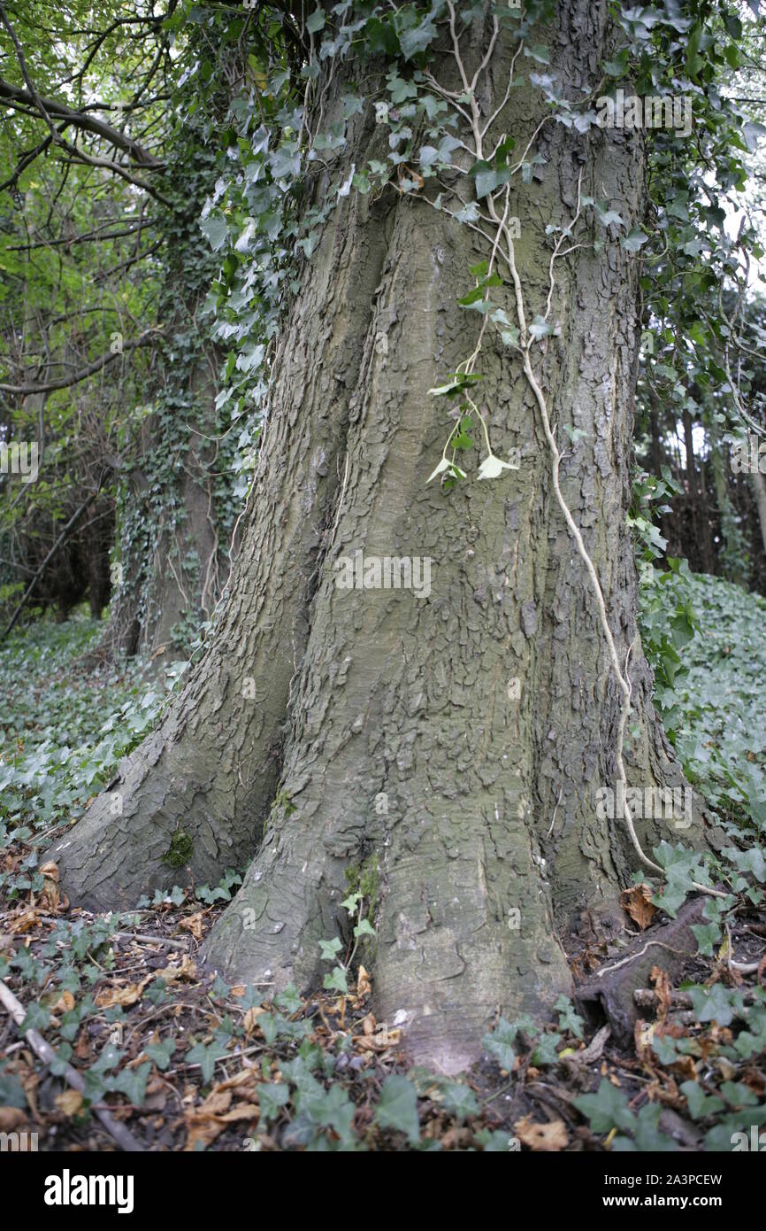 Base of Old Tree Trunk Overgrown with Ivy in Woods Stock Photo - Alamy