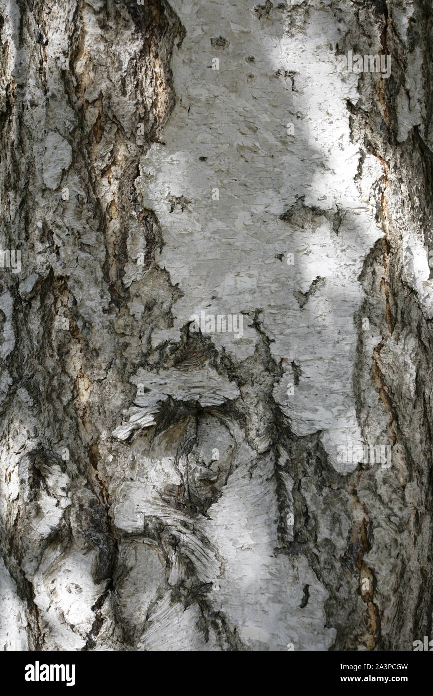 Gnarled bark hi-res stock photography and images - Alamy