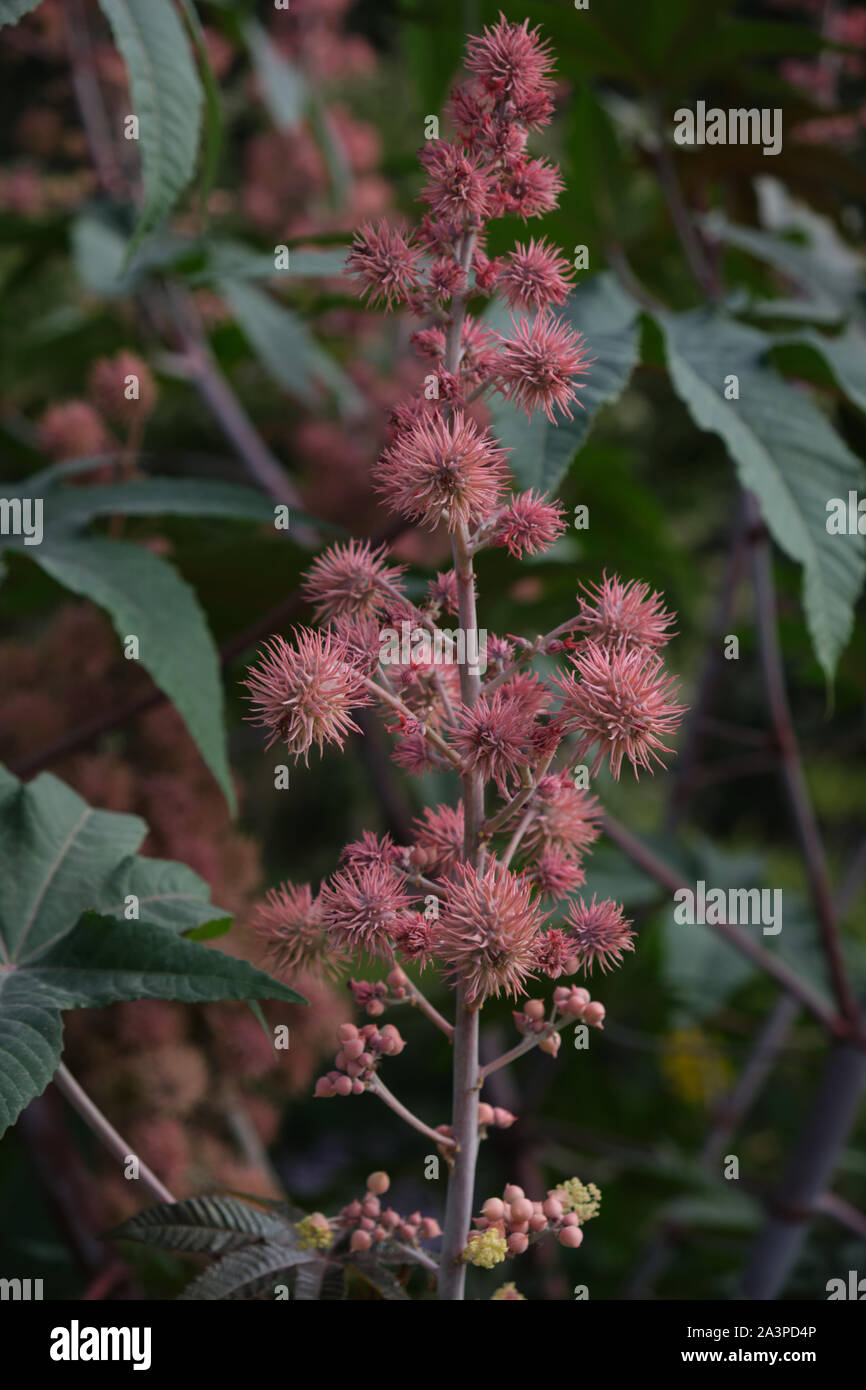 Castor Oil Plant Stock Photo - Alamy