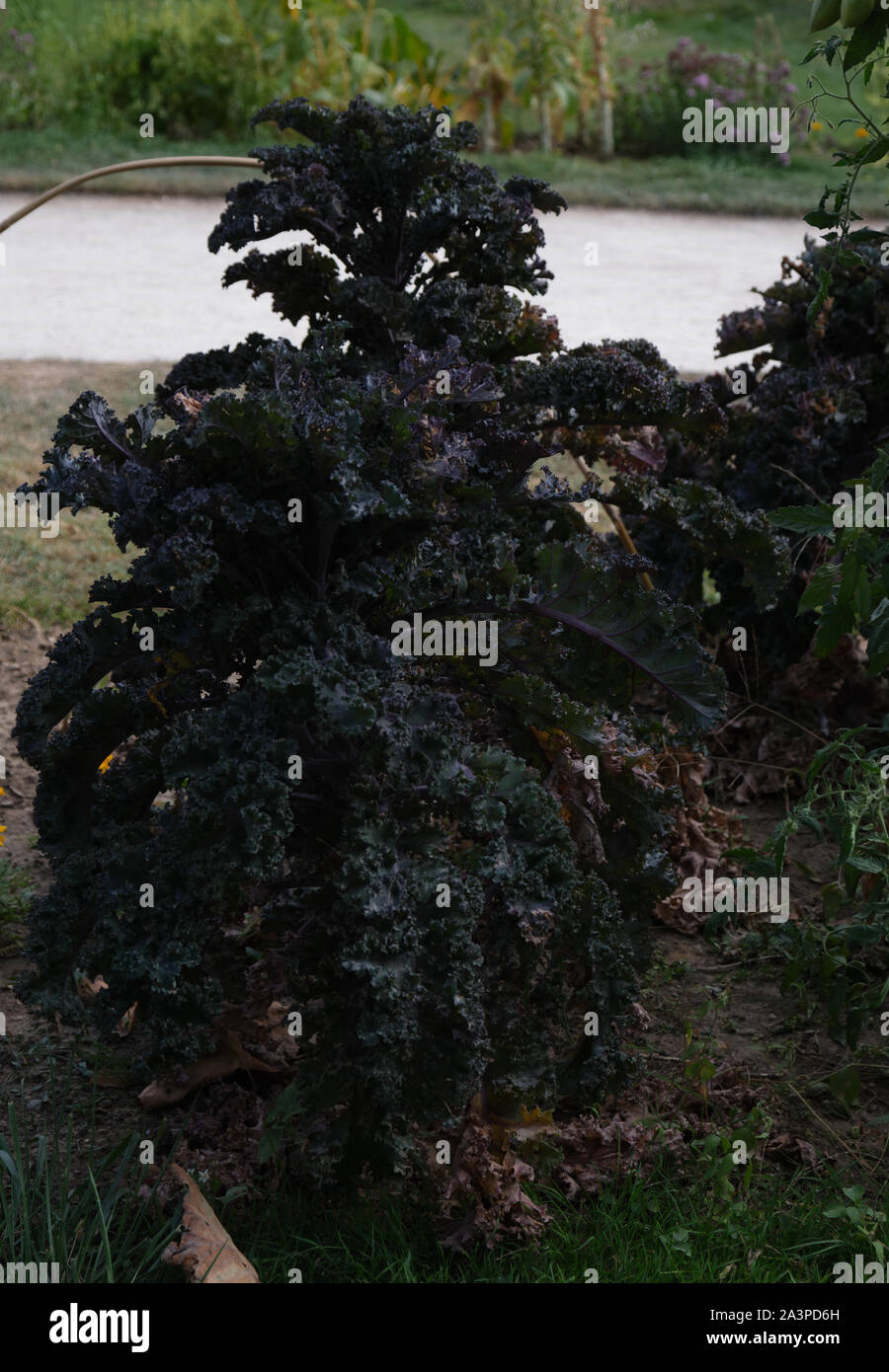 Purple kale hi-res stock photography and images - Alamy