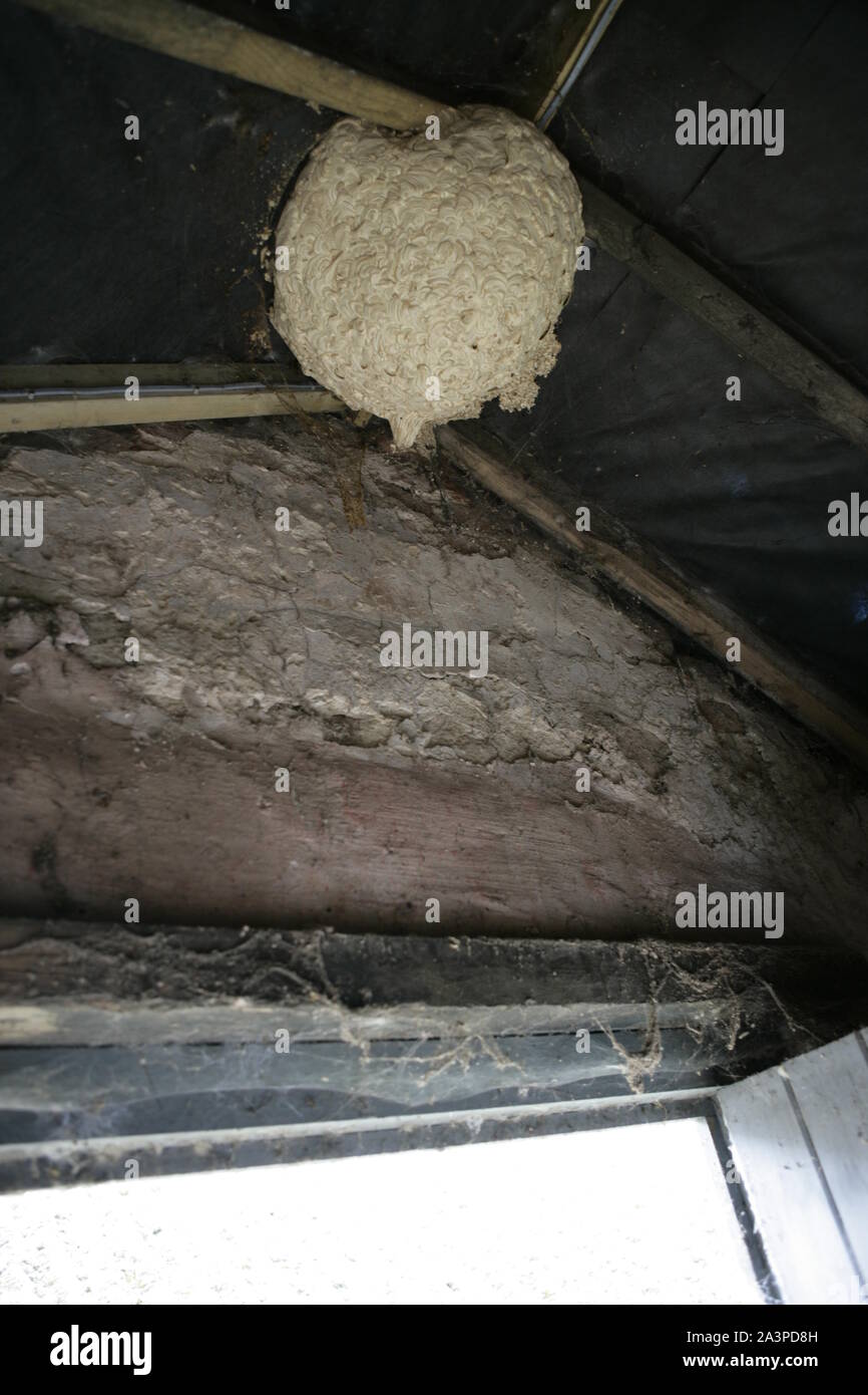 Wasp nest hymenoptera hi-res stock photography and images - Alamy