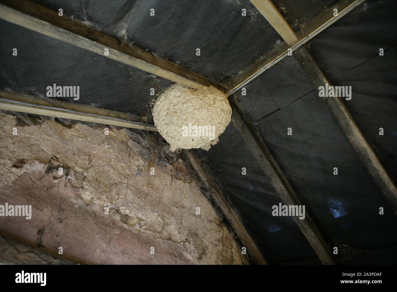 Old wasp nest hi-res stock photography and images - Alamy