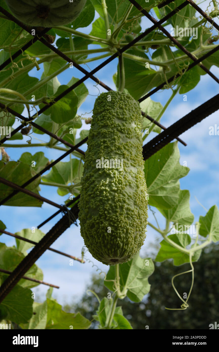 Warty squash hi-res stock photography and images - Alamy