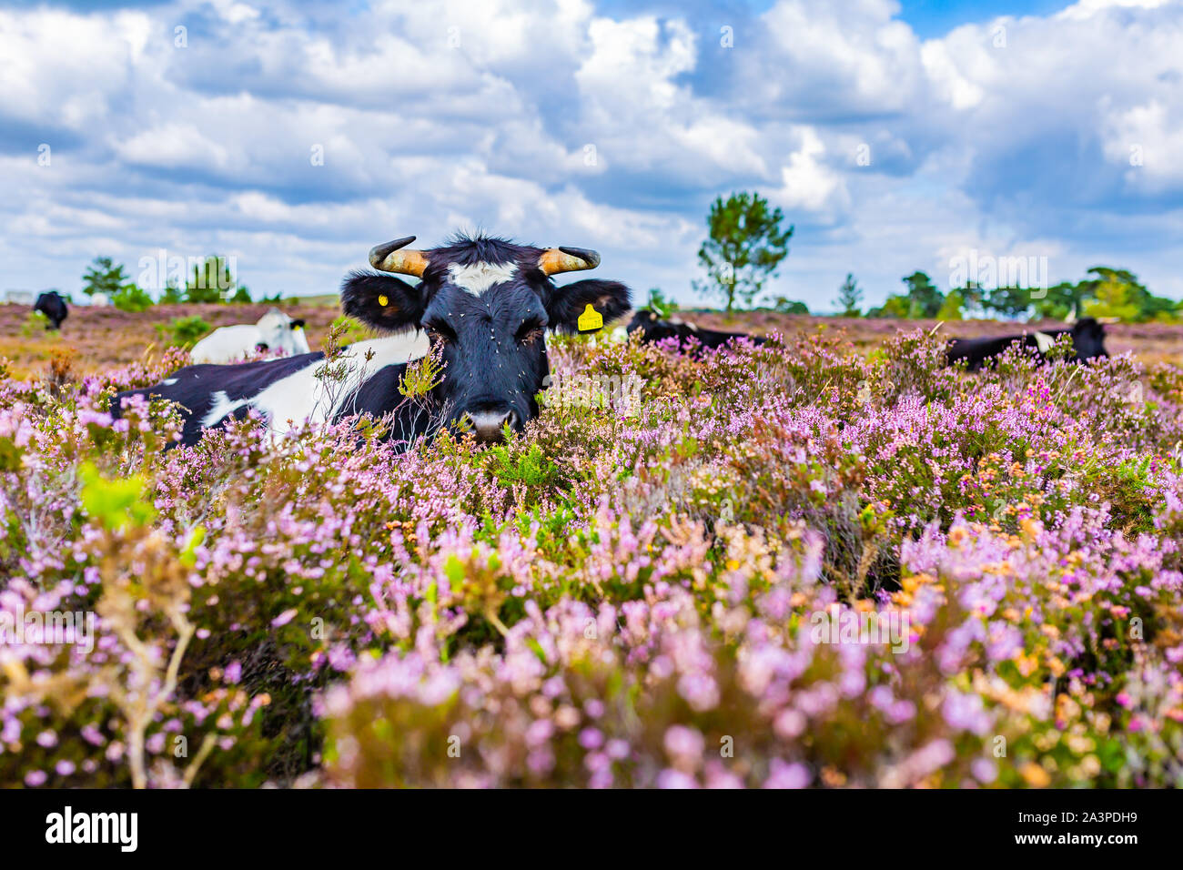 Colour wildlife portrait of a British white steer cow comfortably ...