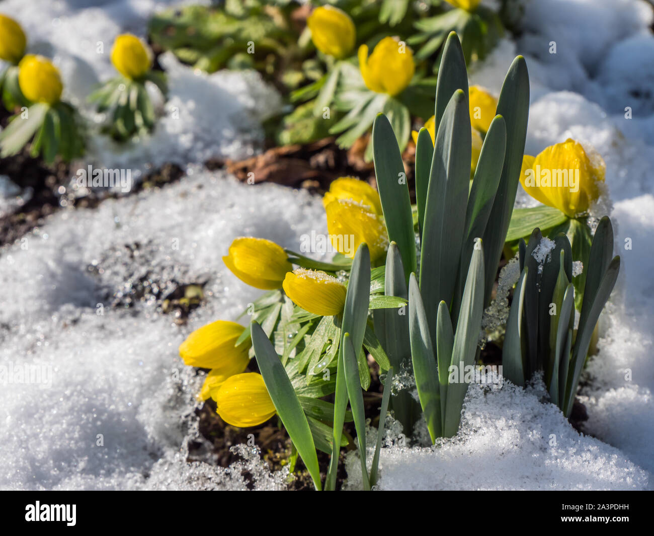 Winter Aconite in the snow Stock Photo - Alamy