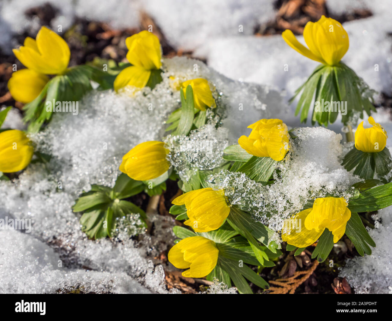 Winter Aconite in the snow Stock Photo - Alamy