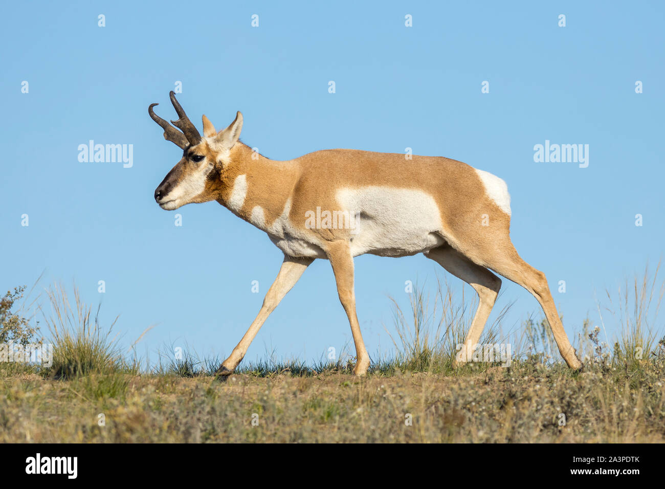 A large pronghorn deer grazes on the prairie land at the National Elk ...