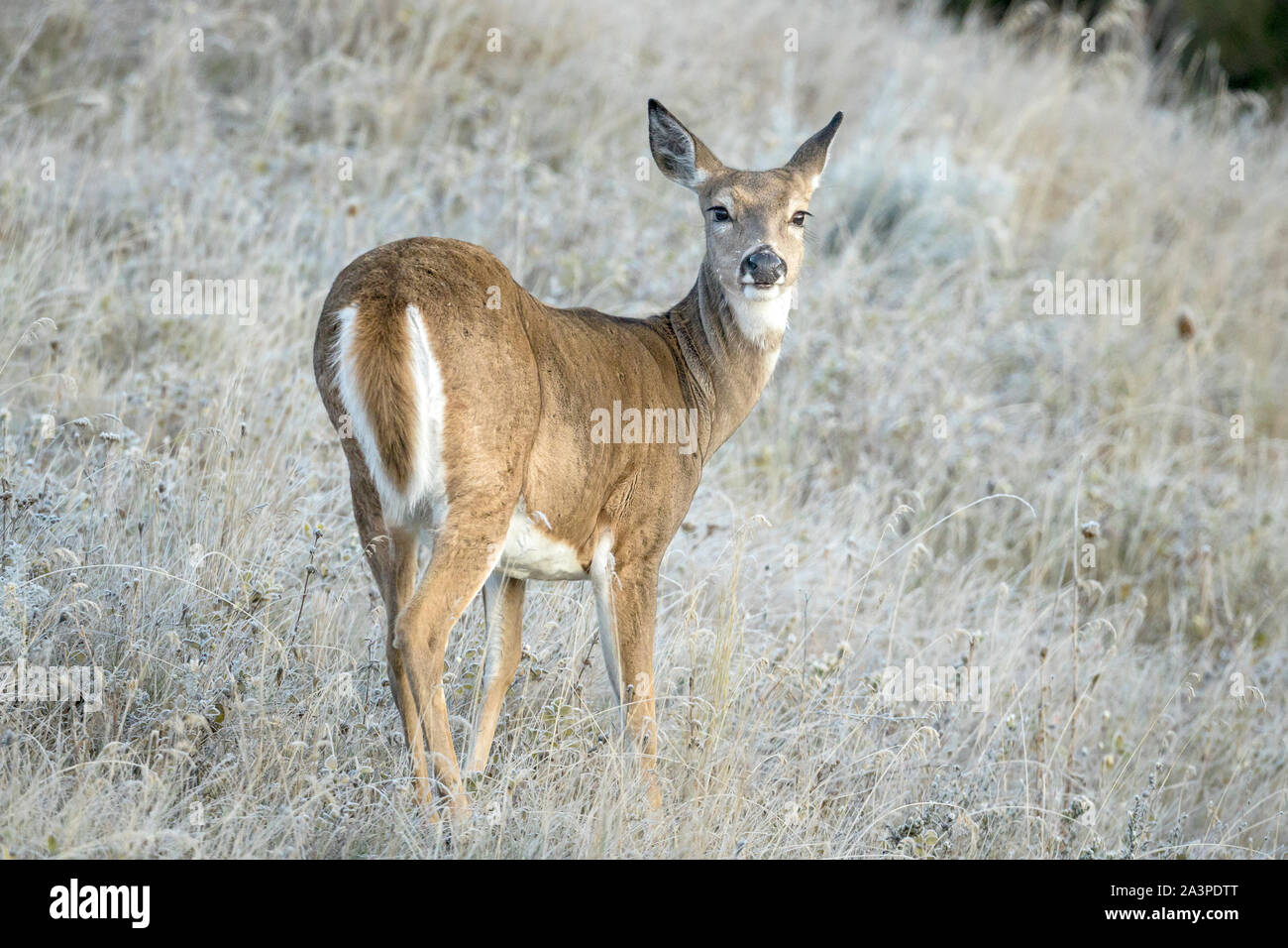 A white tail deer looks back at the camera at the National Elk and ...