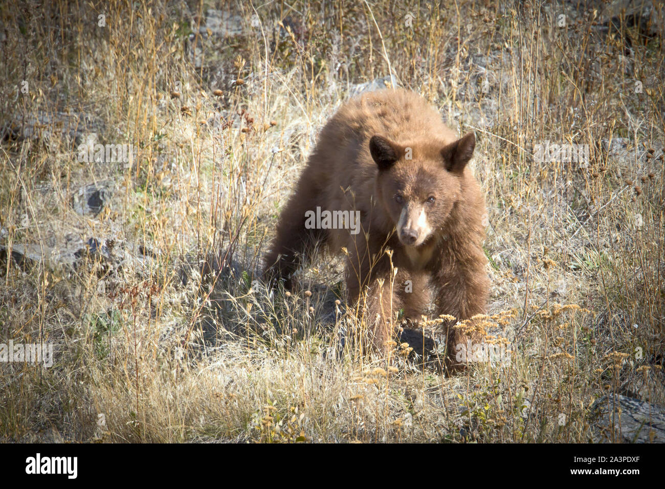 Brown Bear High Resolution Stock Photography and Images - Alamy