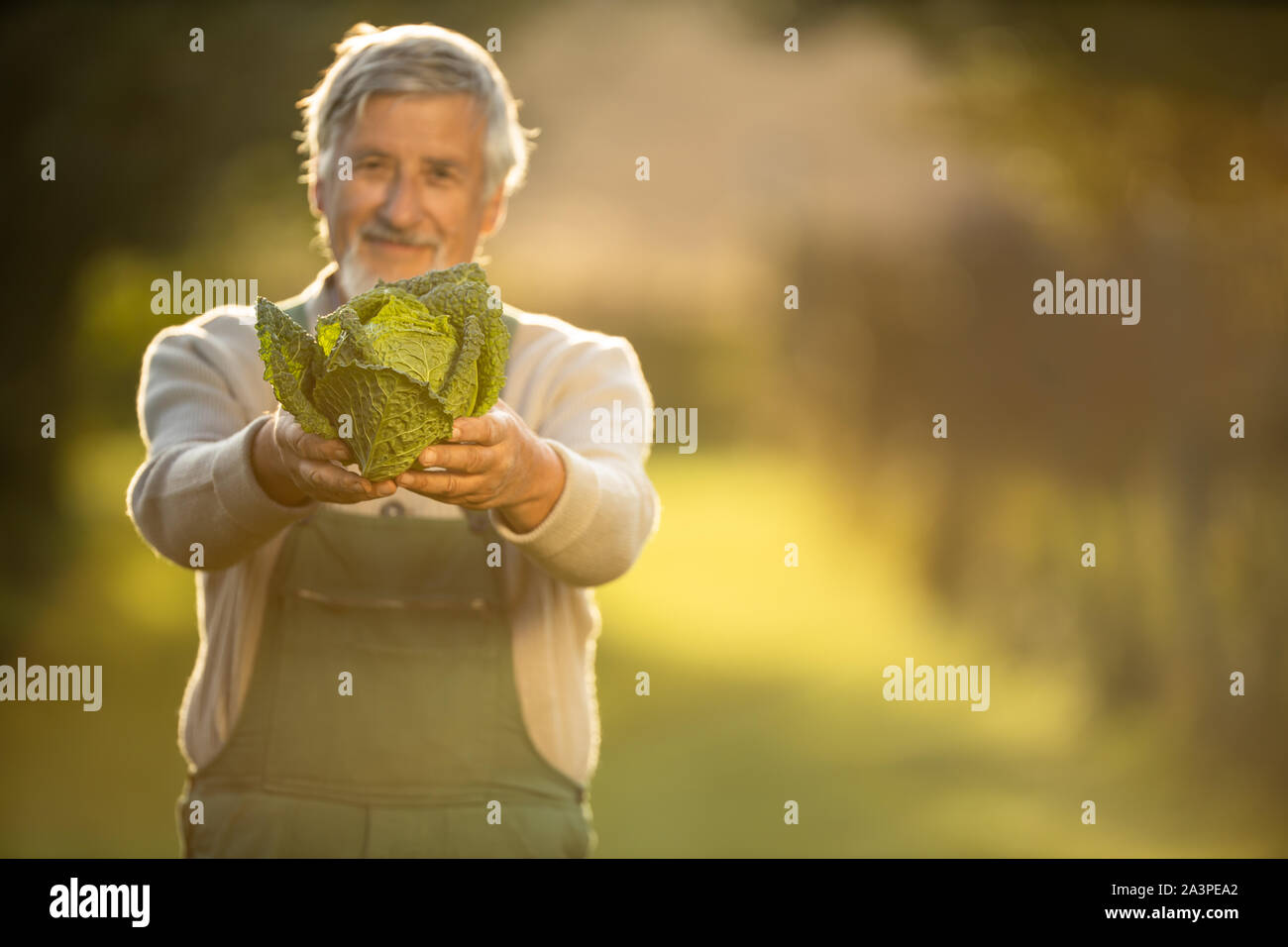 Senior gardener gardening in his permaculture garden - holding a ...