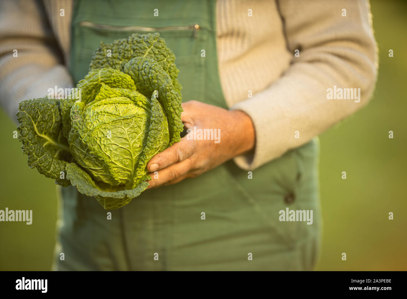 Senior gardener gardening in his permaculture garden - holding a ...