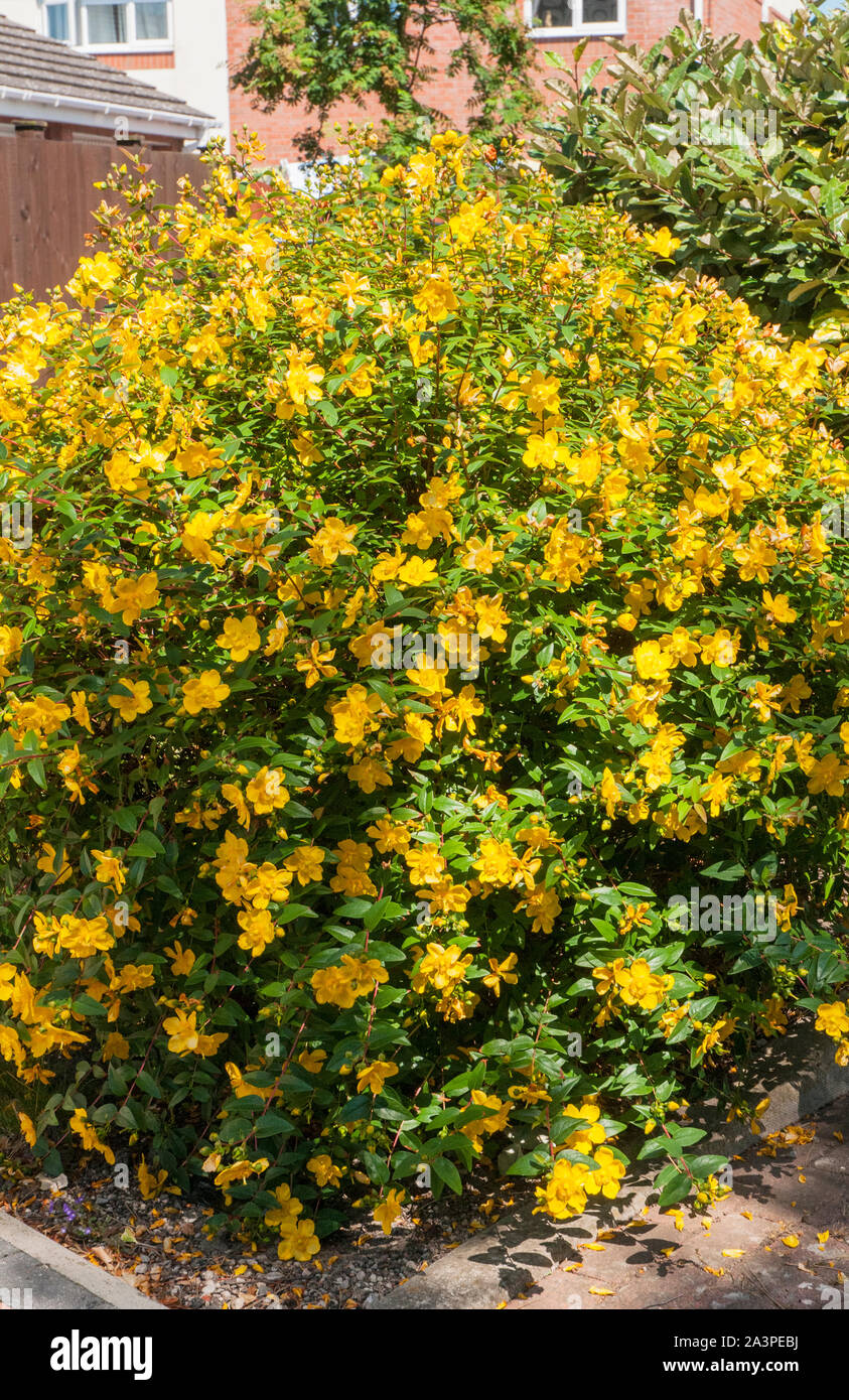Hypericum Hidcote in full flower in summer A perennial that is ...