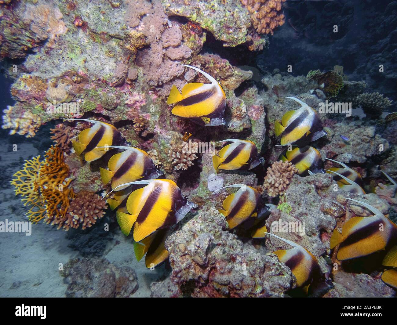 Red Sea Bannerfish (Heniochus intermedius Stock Photo - Alamy
