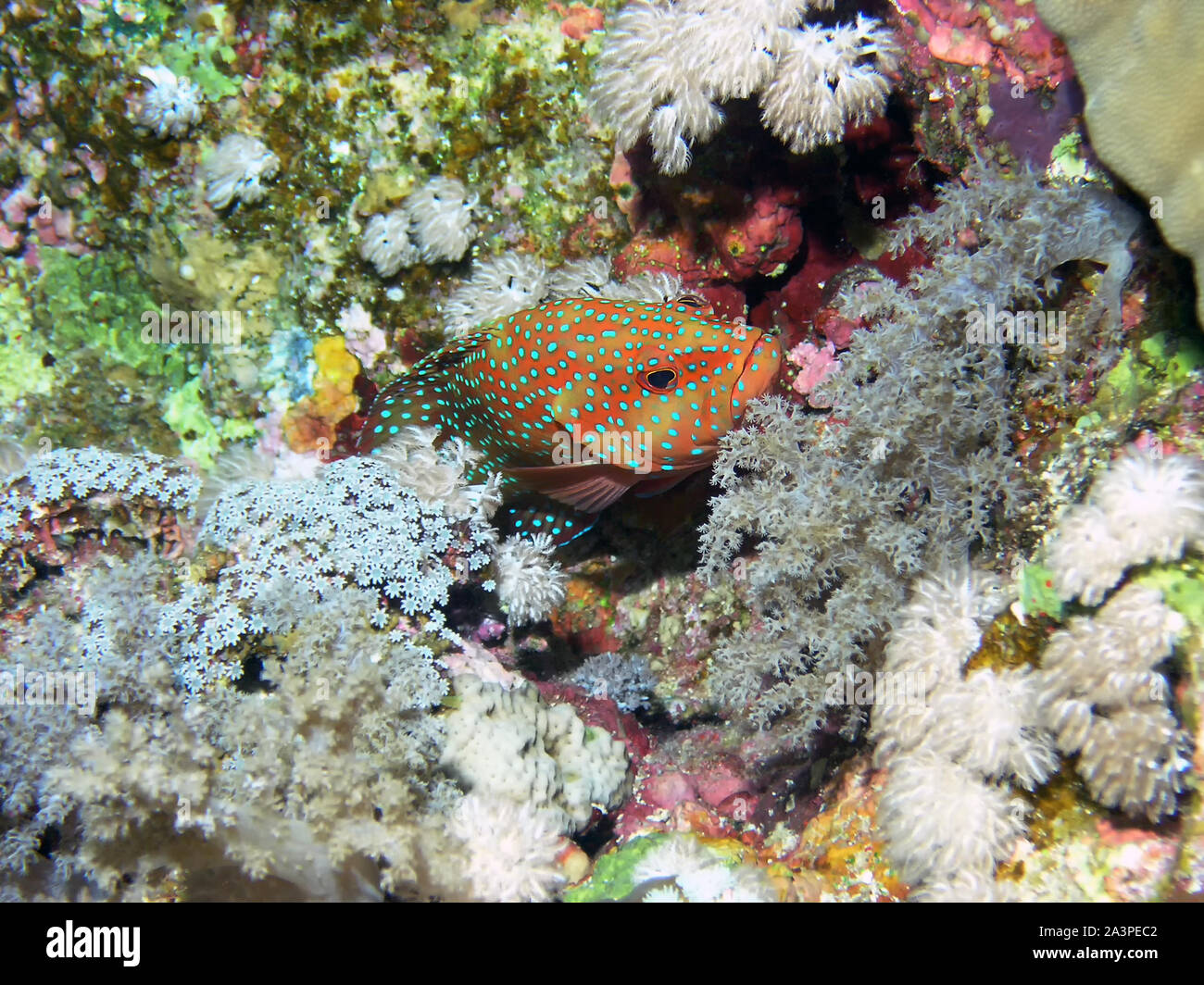 Red Sea Coral Grouper (Cephalopholis miniata Stock Photo - Alamy