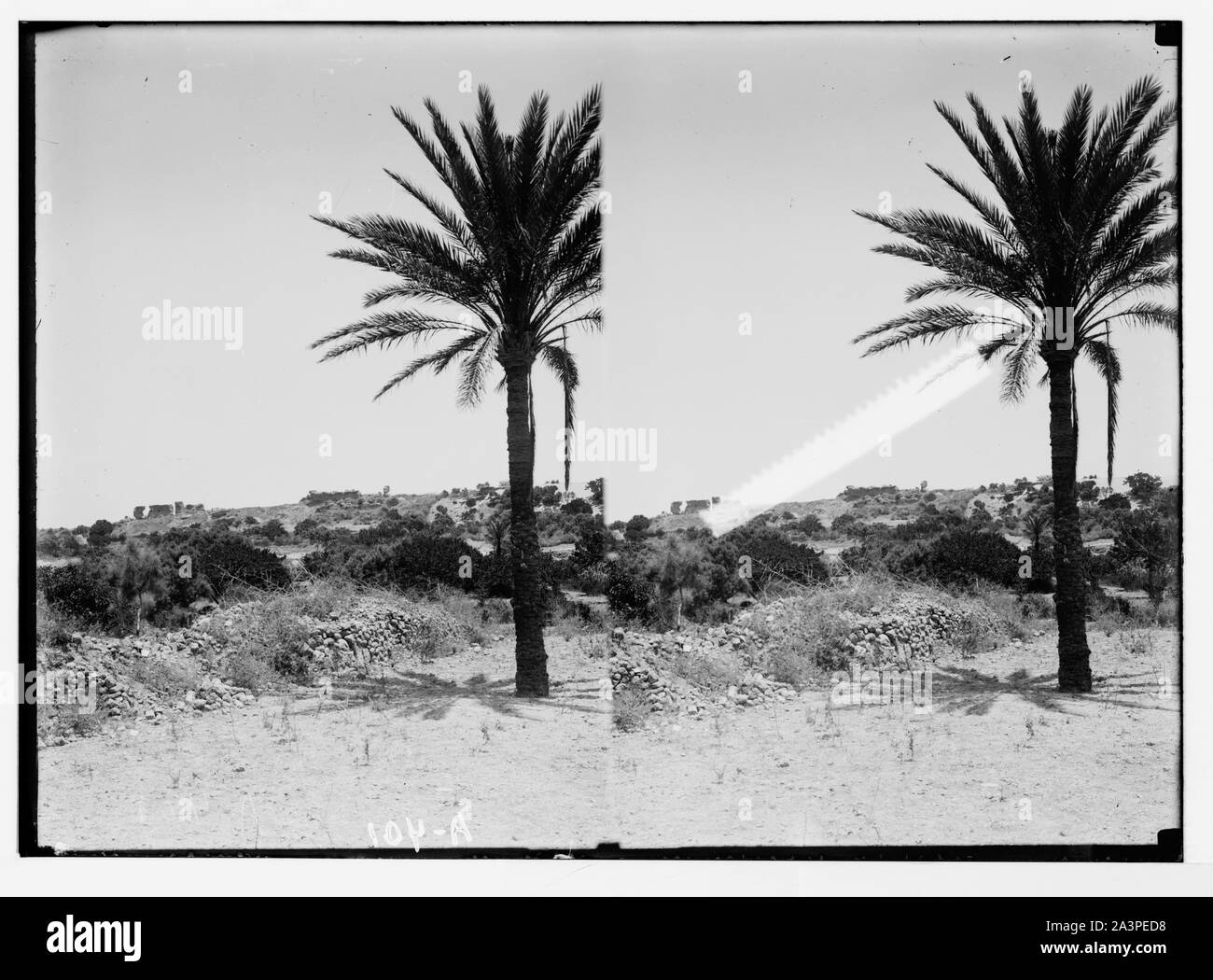 Southern Palestine. Site of Askalon Stock Photo - Alamy