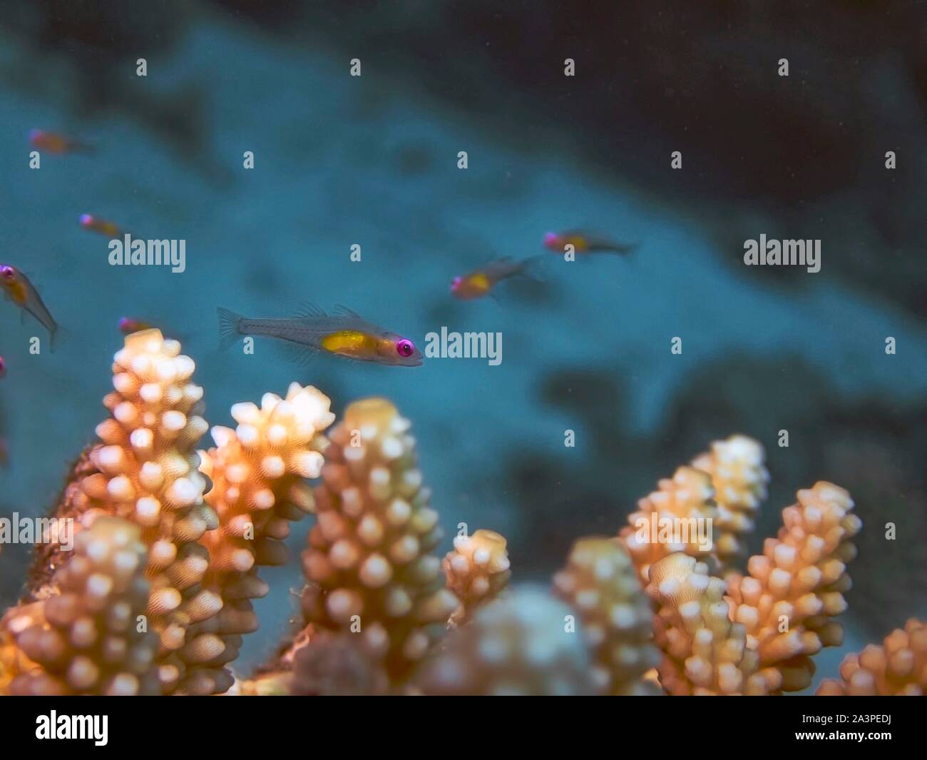 Redeye fish red eye fish hi-res stock photography and images - Alamy