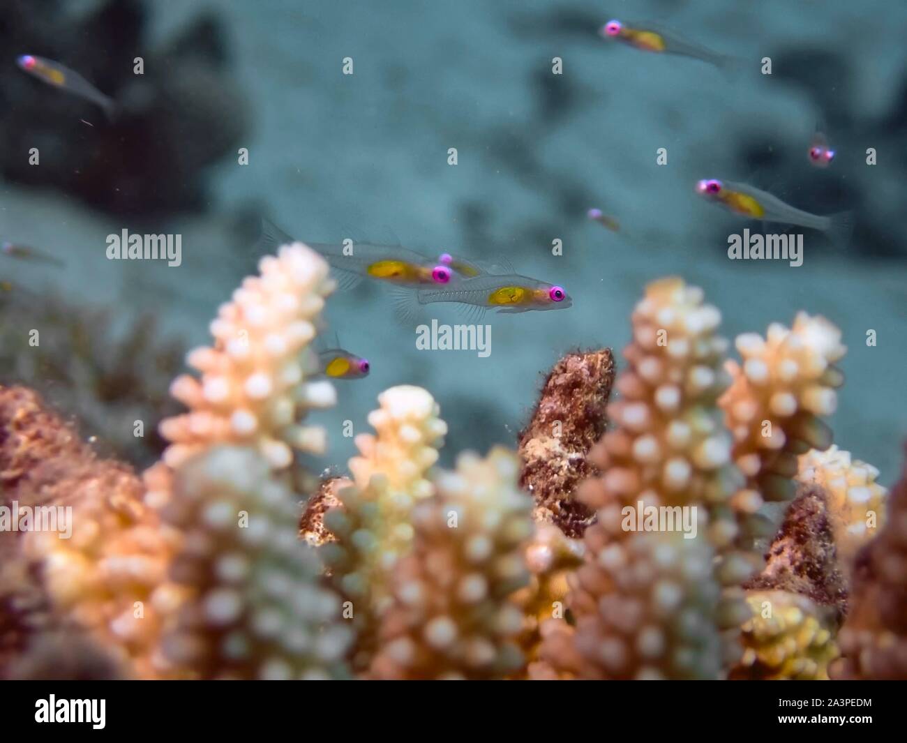 Red eye goby hi-res stock photography and images - Alamy