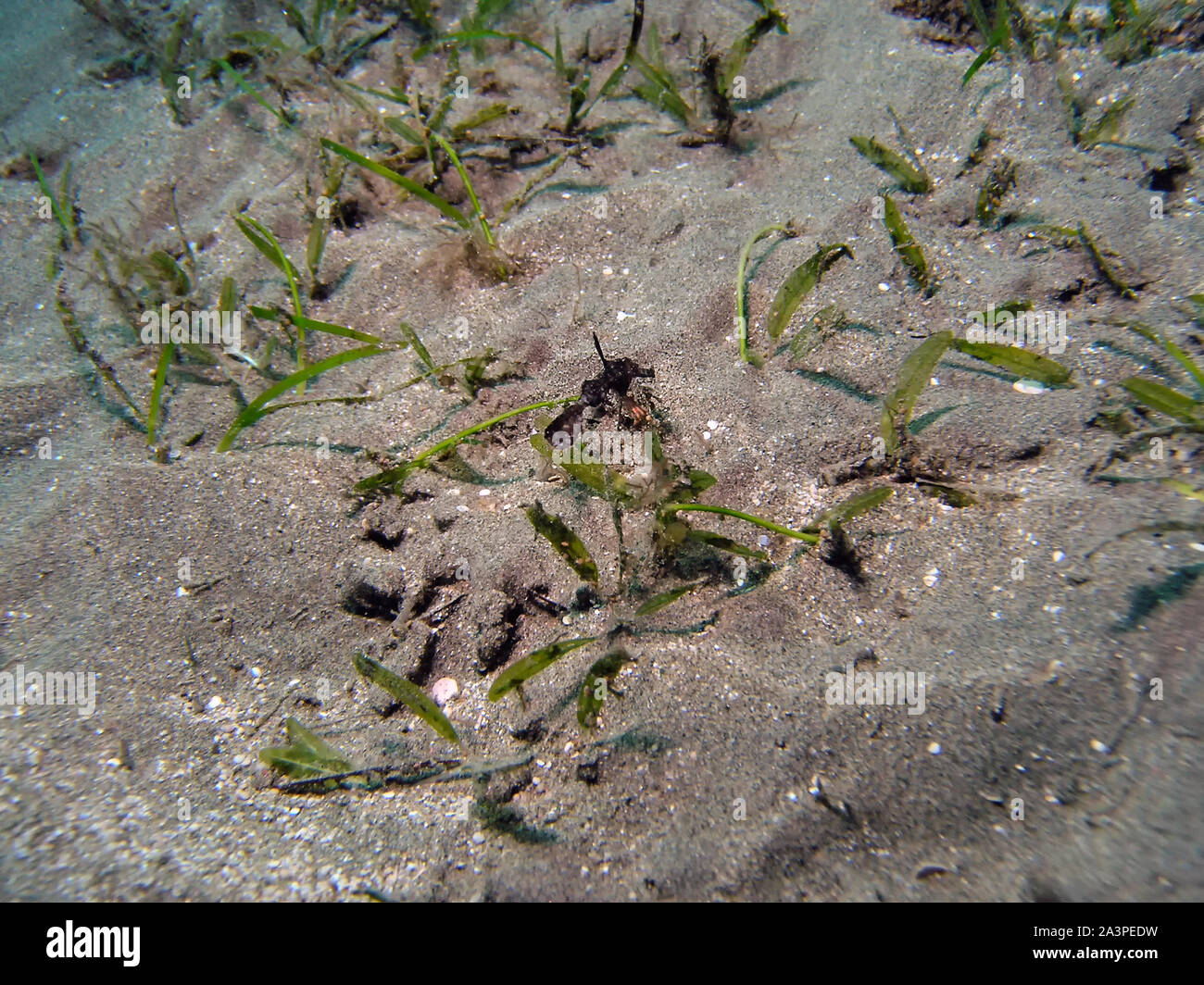 Robust Ghost Pipefish (Solenostomus cyanopterus Stock Photo - Alamy