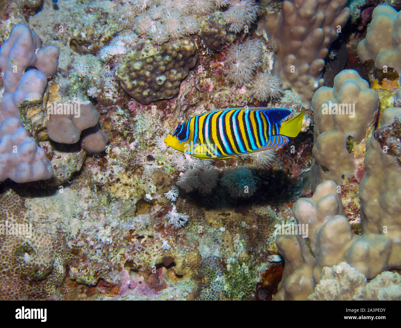 A lone Regal Angelfish (Pygoplites diacanthus Stock Photo - Alamy