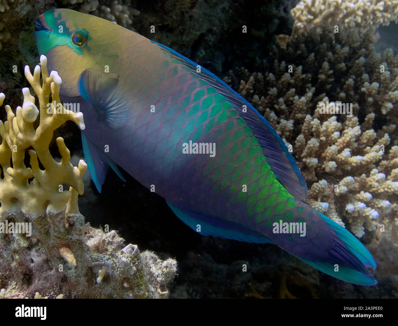 Parrot fish maldives hi-res stock photography and images - Alamy
