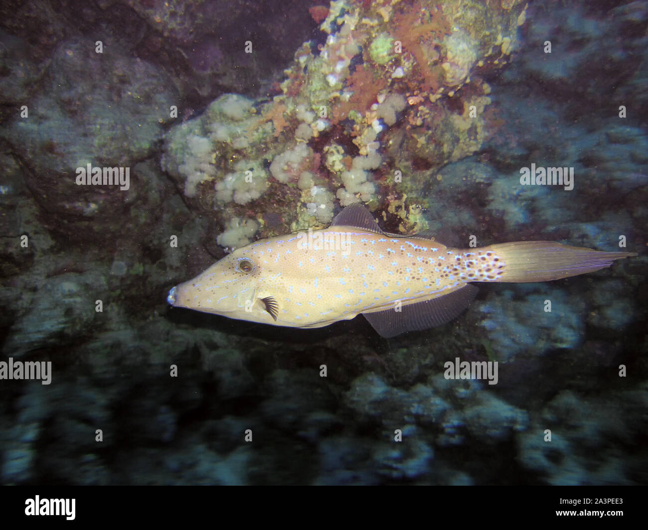 A Scribbled Leatherjacket (Aluterus scriptus Stock Photo - Alamy