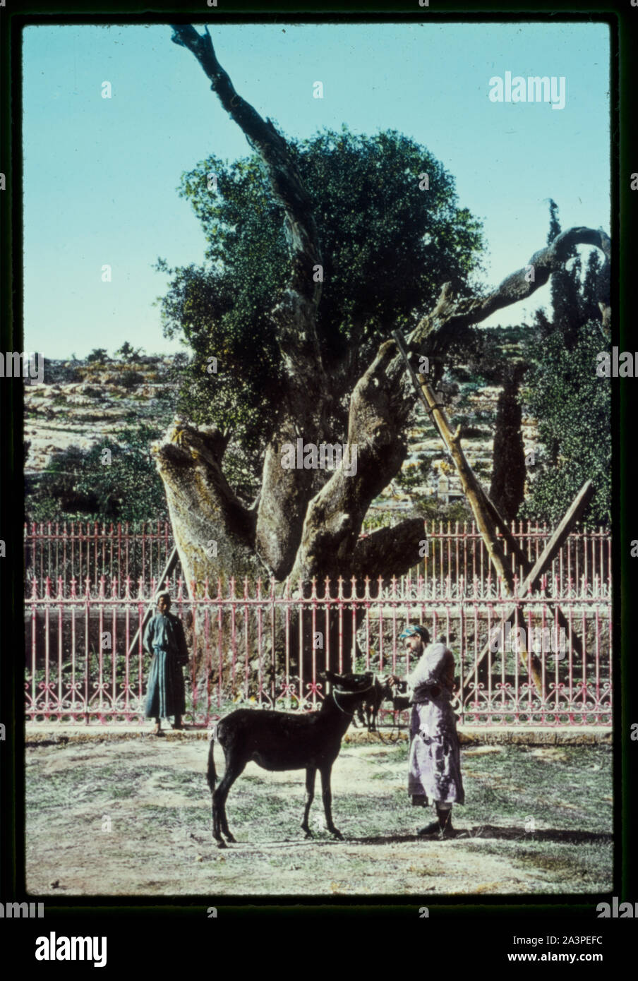 Palestine oak hi-res stock photography and images - Alamy